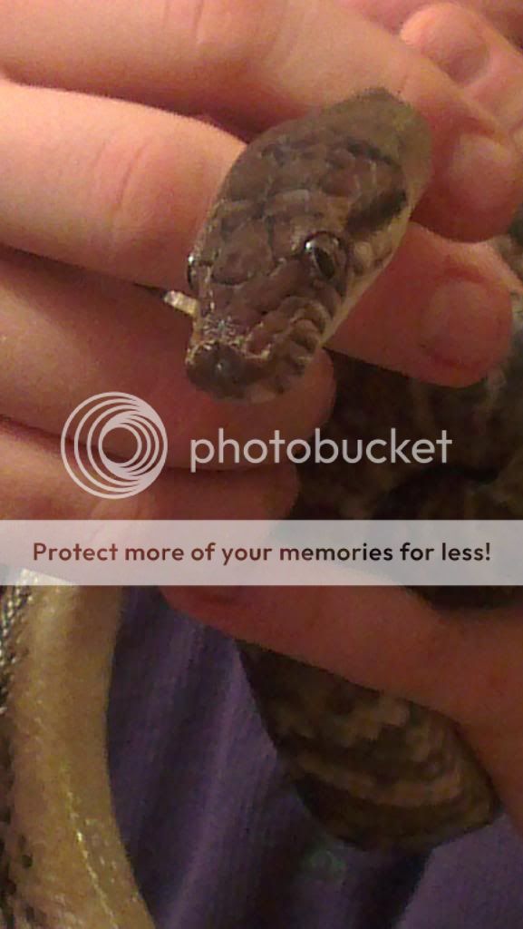 NW England - Scrub Pythons 1.1 | Reptile Forums