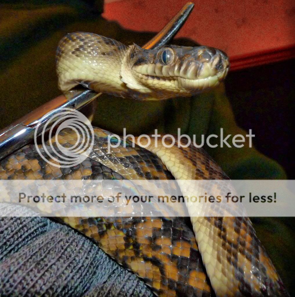 NW England - Scrub Pythons 1.1 | Reptile Forums