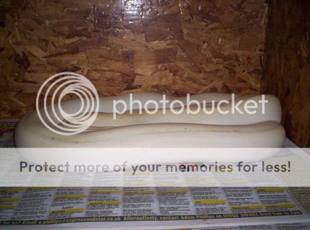 Female ivory retic | Reptile Forums