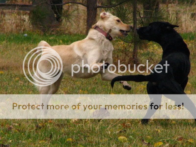 Eb-bers! | Puppy Forum and Dog Forums