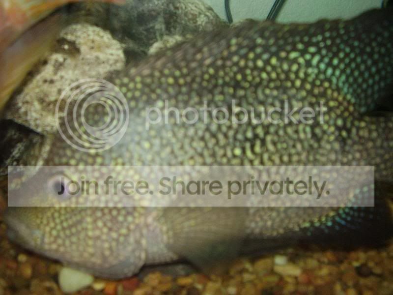Texas Cichlid? Hybrid? | MonsterFishKeepers.com