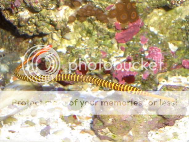 Banded pipe fish - Reef Central Online Community